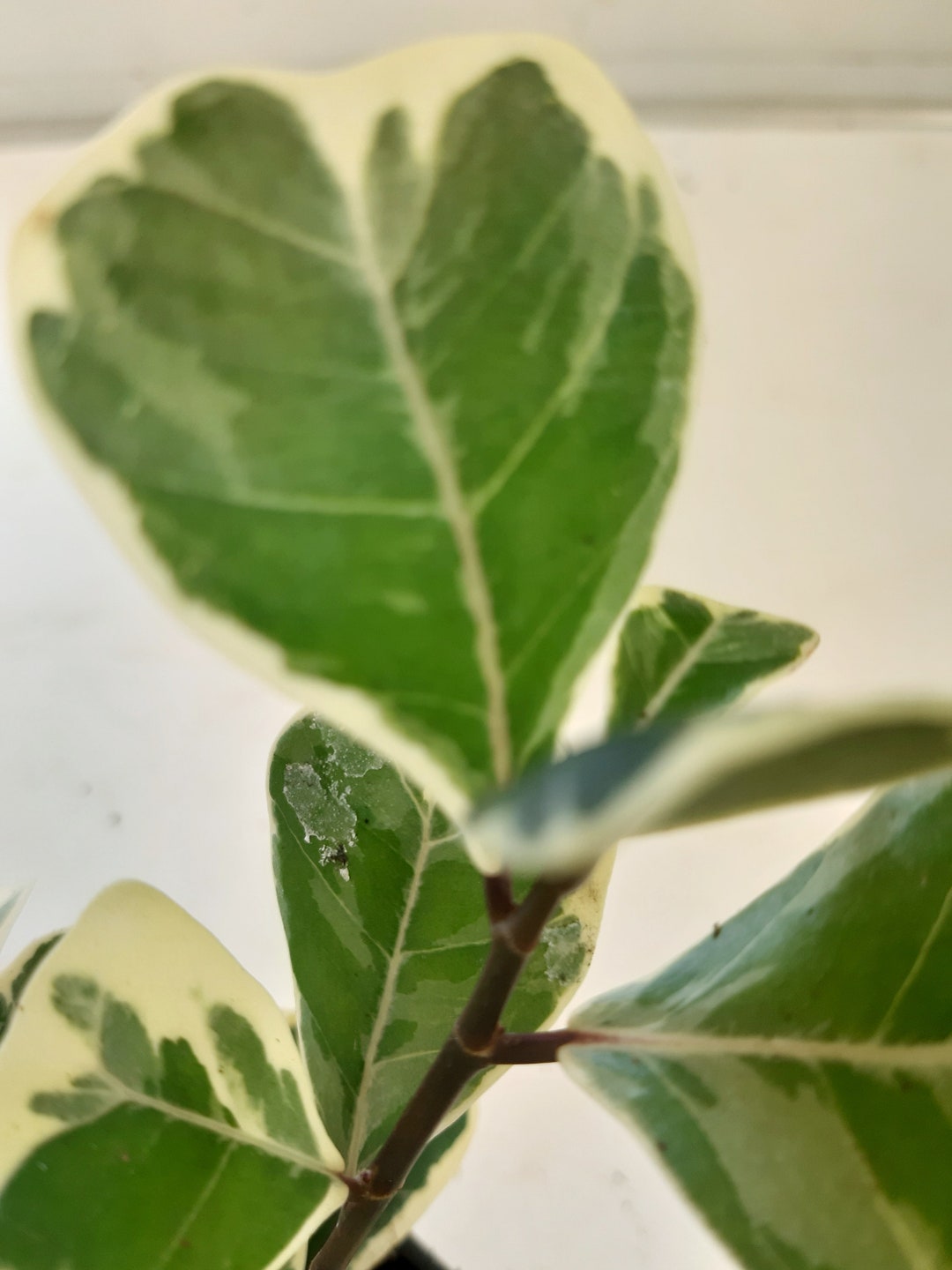 Ficus Triangularis Variegata - Etsy UK