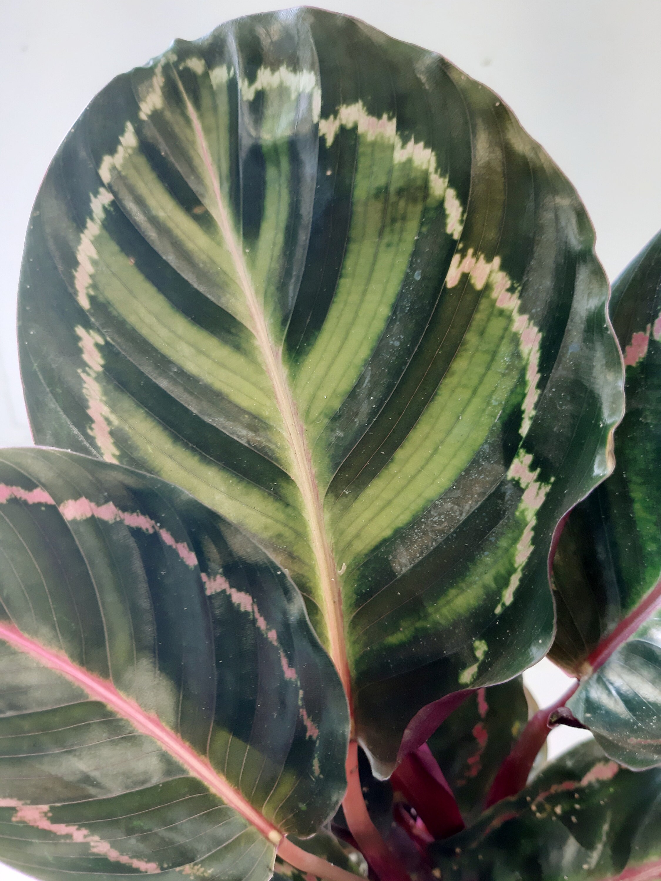 Calathea Rosy Picta - Etsy UK