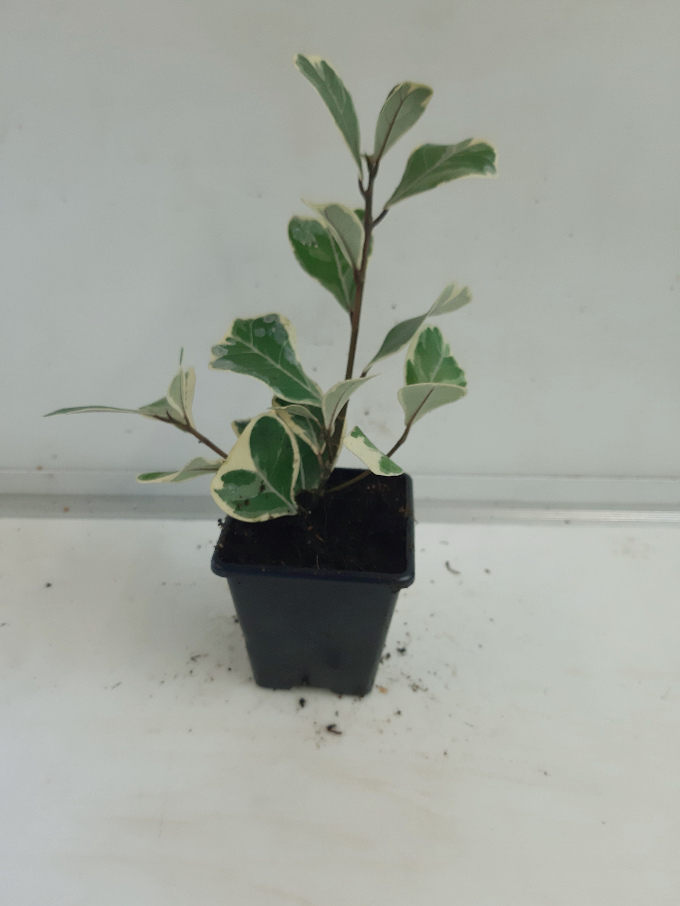 Ficus Triangularis Variegata - Etsy UK