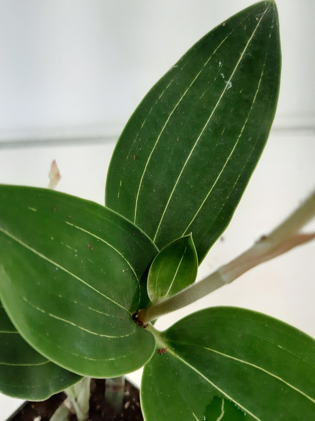 Ludisia Green Velvet - Etsy UK