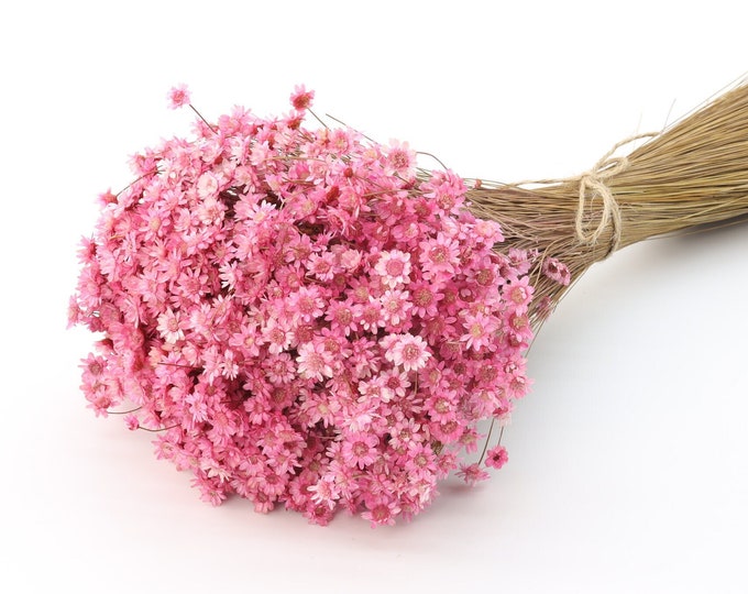 Pink Dried Glixia | Pink Star Flowers | Mini Glixia Flowers | Wedding ...