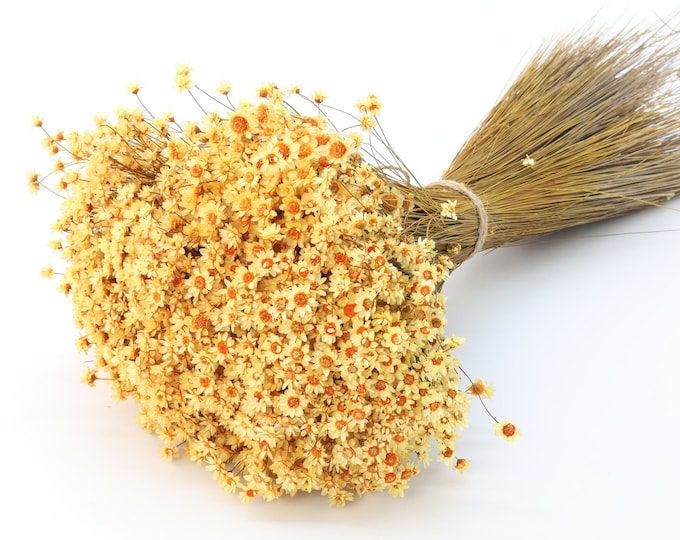 Light Orange Dried Glixia | Star Flowers | Mini Glixia Flowers | Dried ...