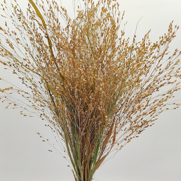 Dried Grass - Etsy