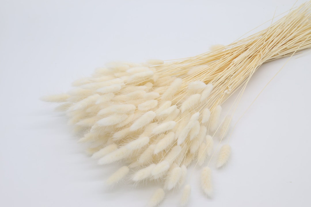 25 50 Pcs Bleached Bunny Tails Ivory Dried Lagurus Dried Grass Rabbit