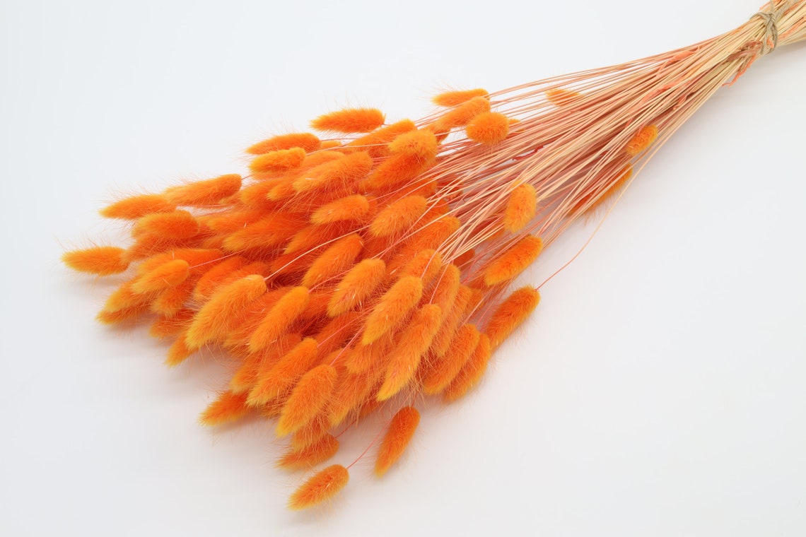 Orange Dried Lagurus Dried Grass Fall Decor Orange Bunny - Etsy