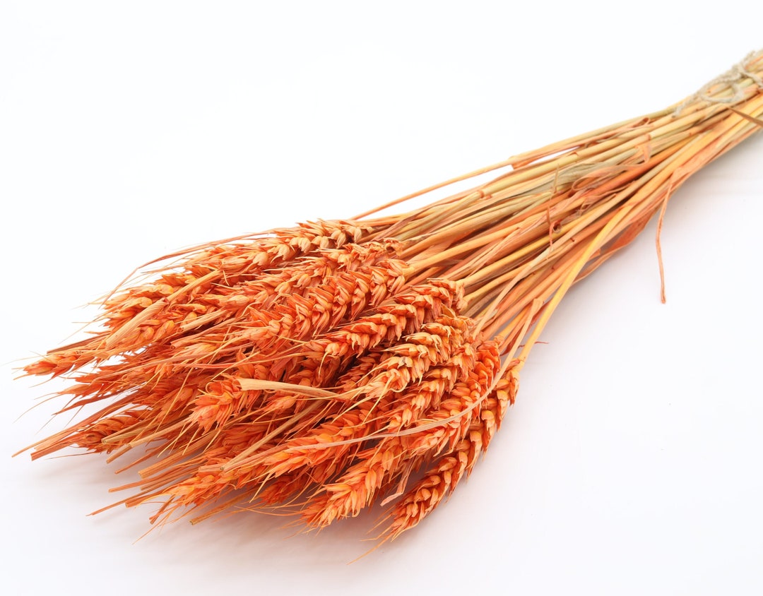 20/40 Pcs Orange Dried Wheat DIY Fall Decor Dried Wheat Bunch ...