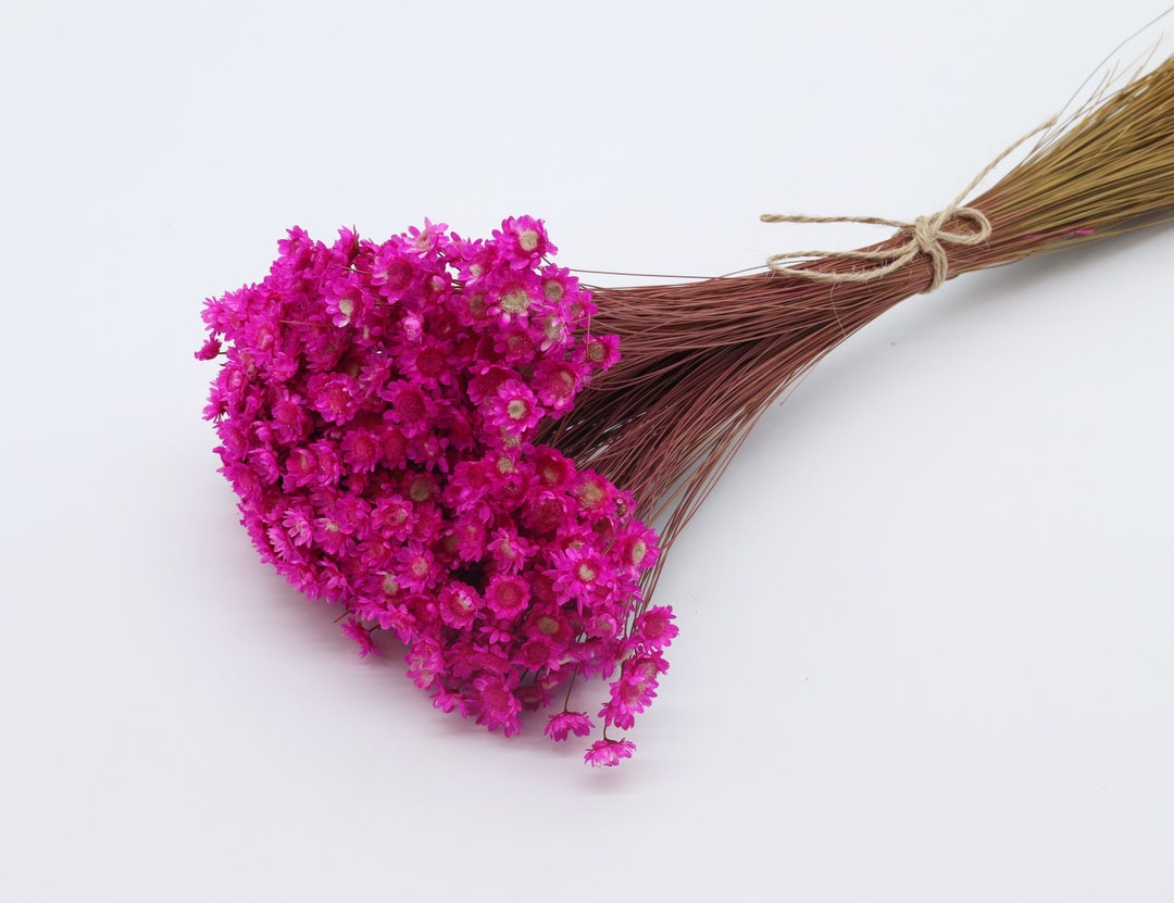 Fuchsia Dried Glixia Pink Star Flower Mini Glixia Flowers - Etsy