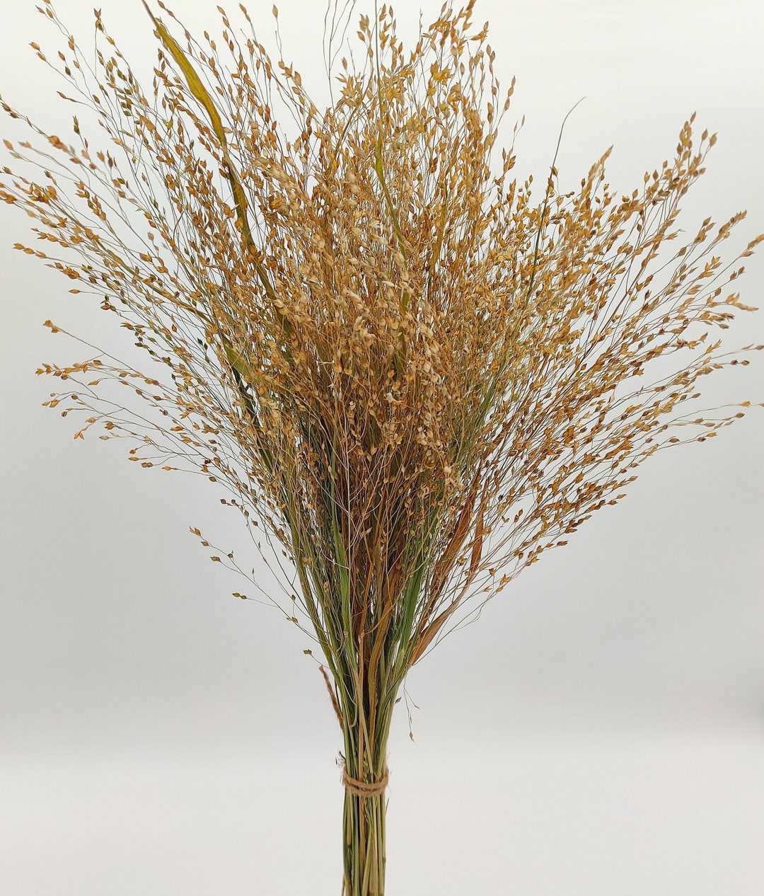 Dried Panicum Grass Wild Dried Grass Bundle Natural Decor Floral ...