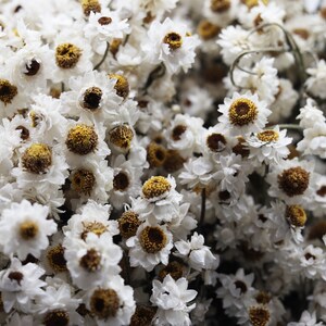 White Dried Ammobium Bunch White Winged Everlasting Bouquet Small Dried ...