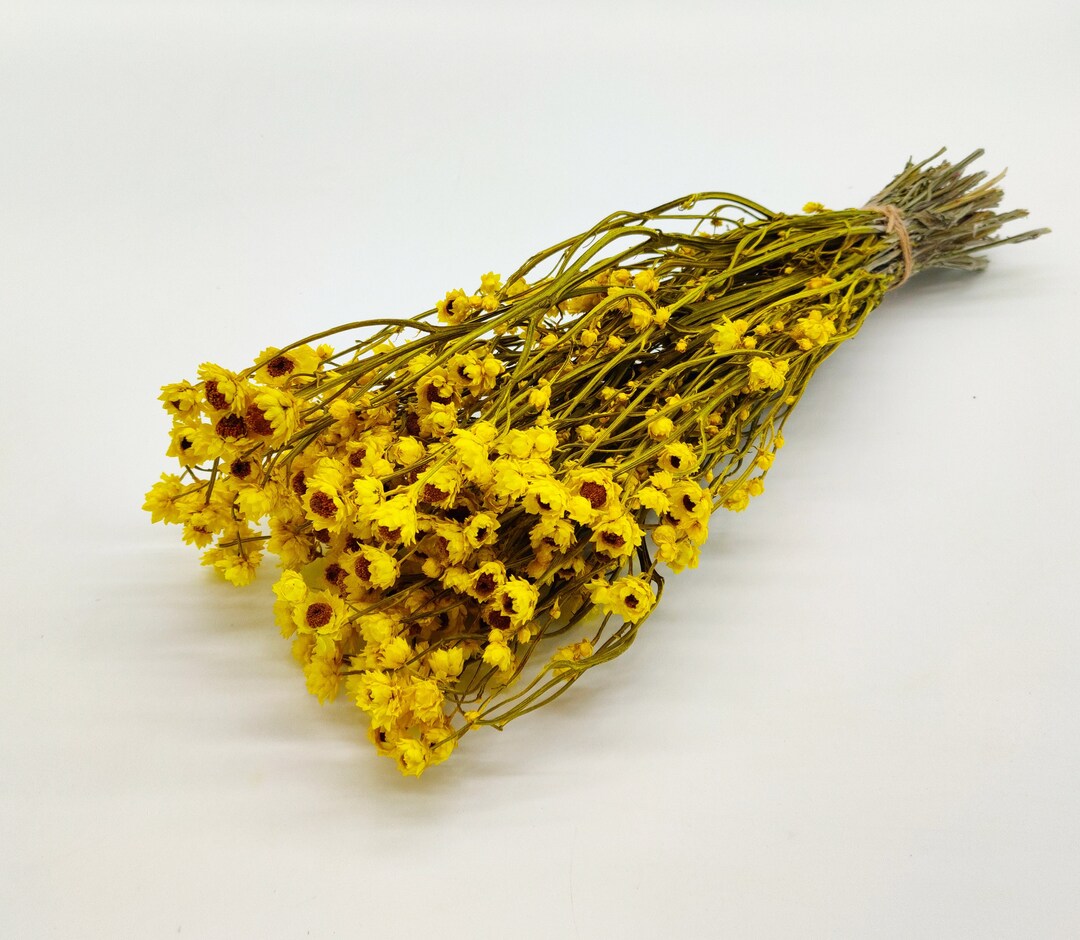 Yellow Ammobium Bunch Winged Everlasting Dried Flower Bouquet Fall Home ...