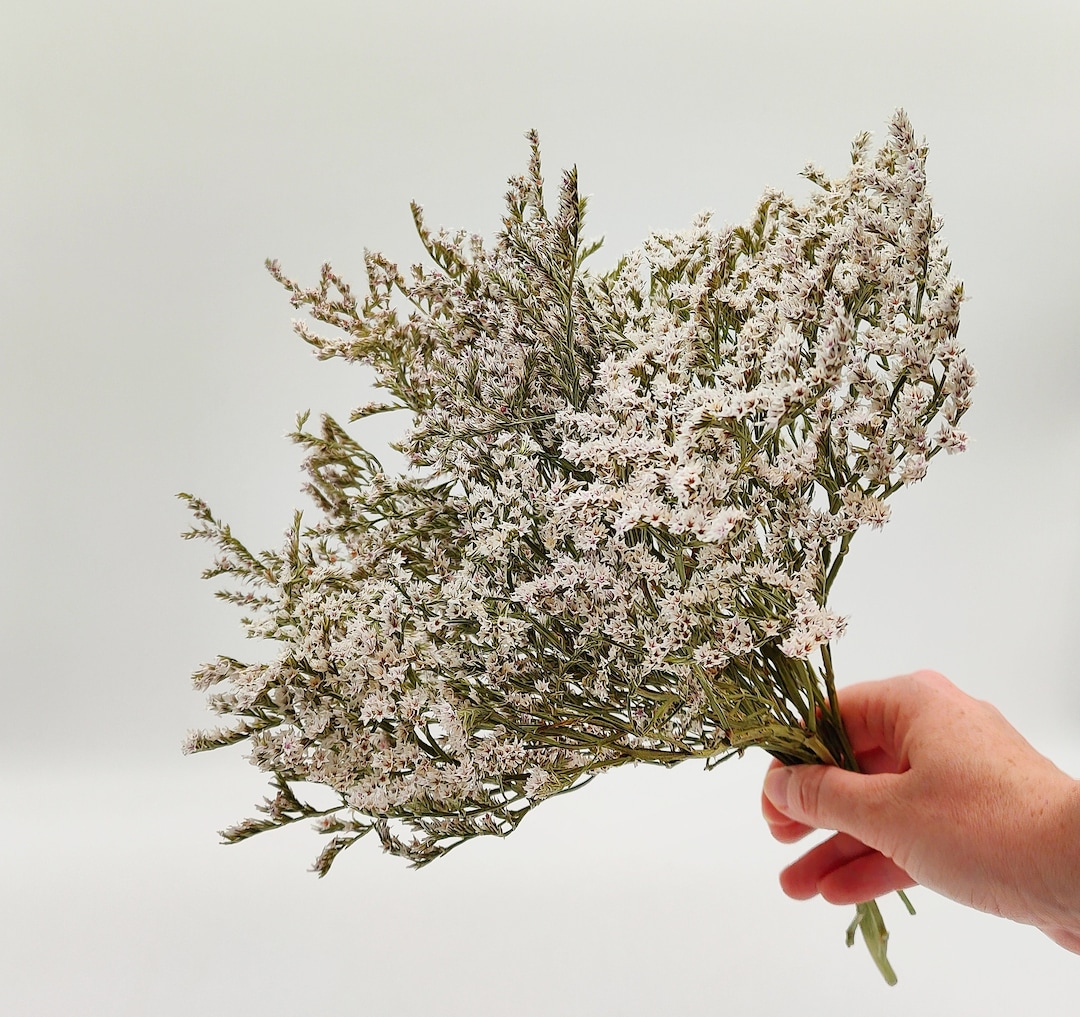 Dried Statice Bunch | White Wedding Flowers | Goniolimon Tataricum ...