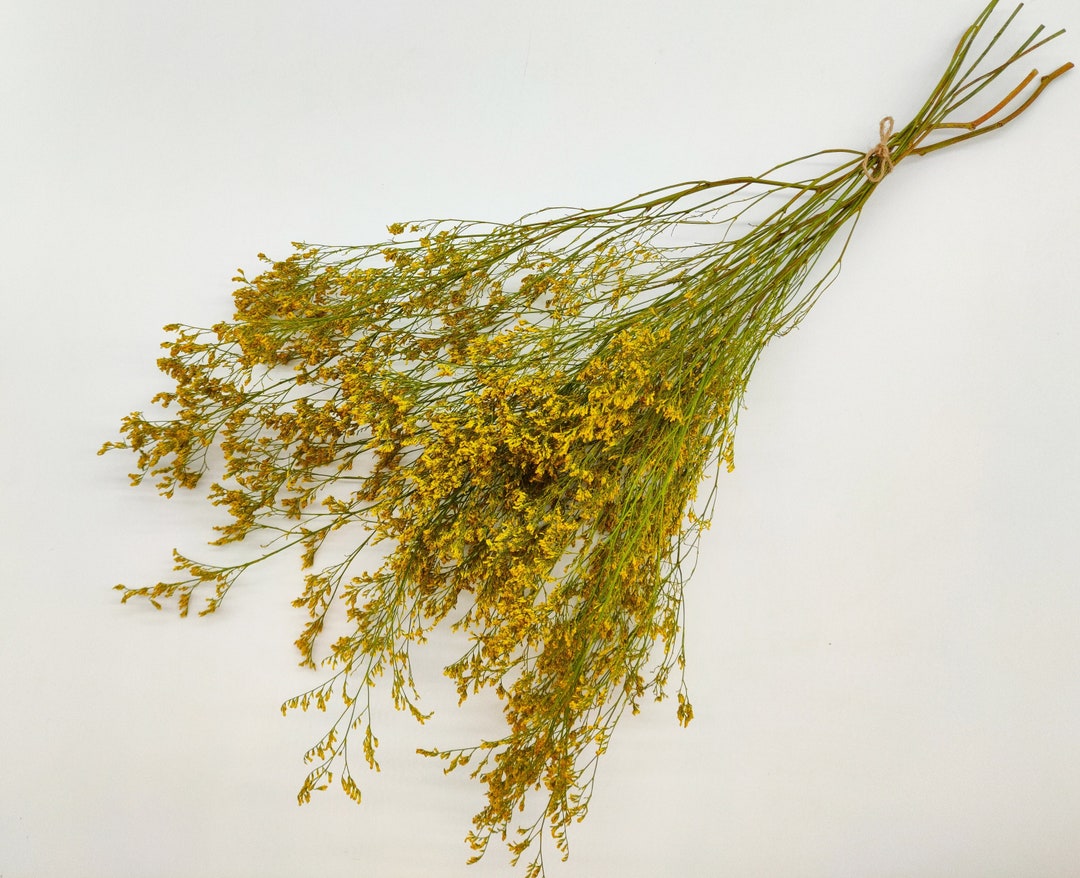 Yellow Dried Statice | Dried Limonium Bunch | Yellow Dried Flowers ...
