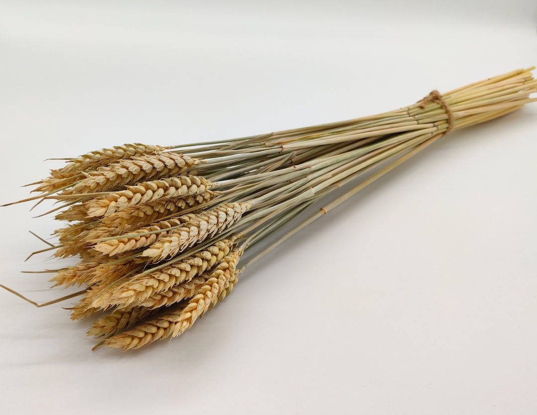 20/45 Pcs Natural Wheat Dried Wheat Bunch Dried Grass Bouquet Rustic ...