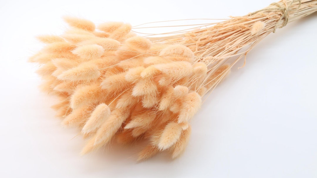 Peach Dried Lagurus Bunch | Peach Fuzz Dried Grass | Bunny Tails | Fall Centerpiece | Wedding ...