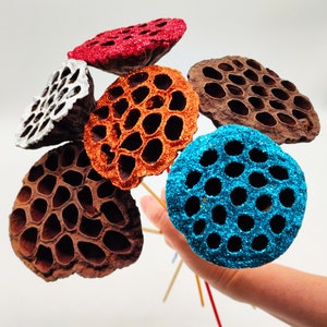 Dried Lotus Pods Stemmed | Sparkling Dried Lotus Pods | Glittering ...