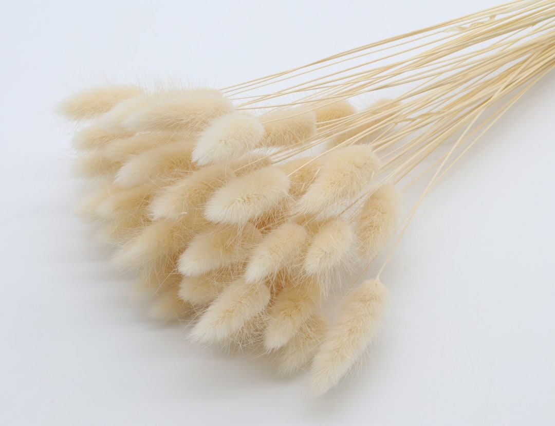 25/50 Pcs Bleached Bunny Tails Ivory Dried Lagurus Dried - Etsy