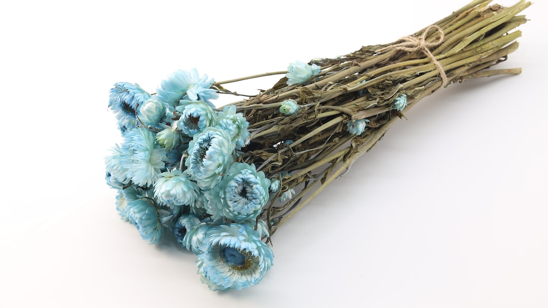 Light Blue Dried Strawflowers Bunch Blue Dried Helichrysum Dried ...