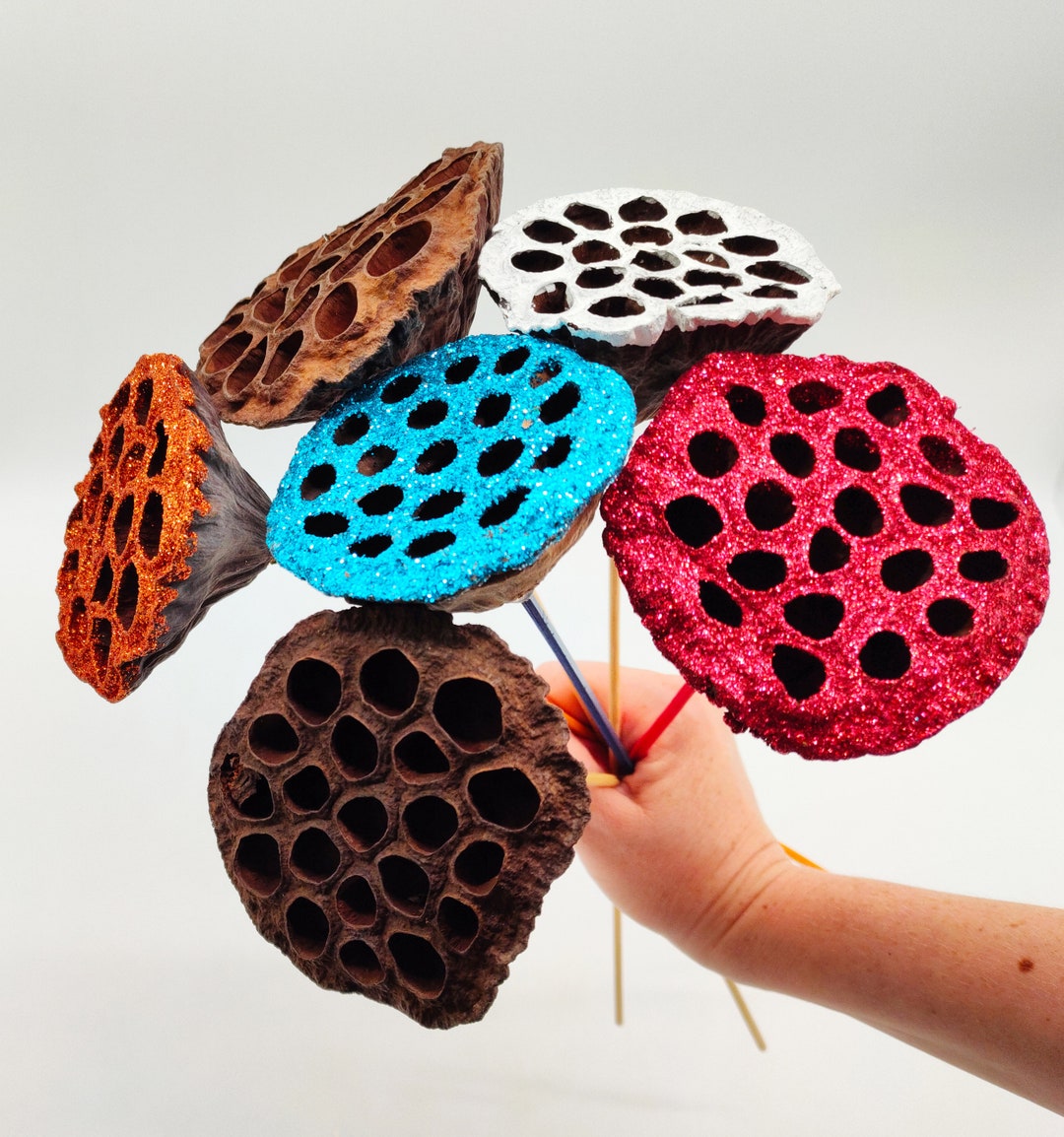 Dried Lotus Pods Stemmed | Sparkling Dried Lotus Pods | Glittering ...
