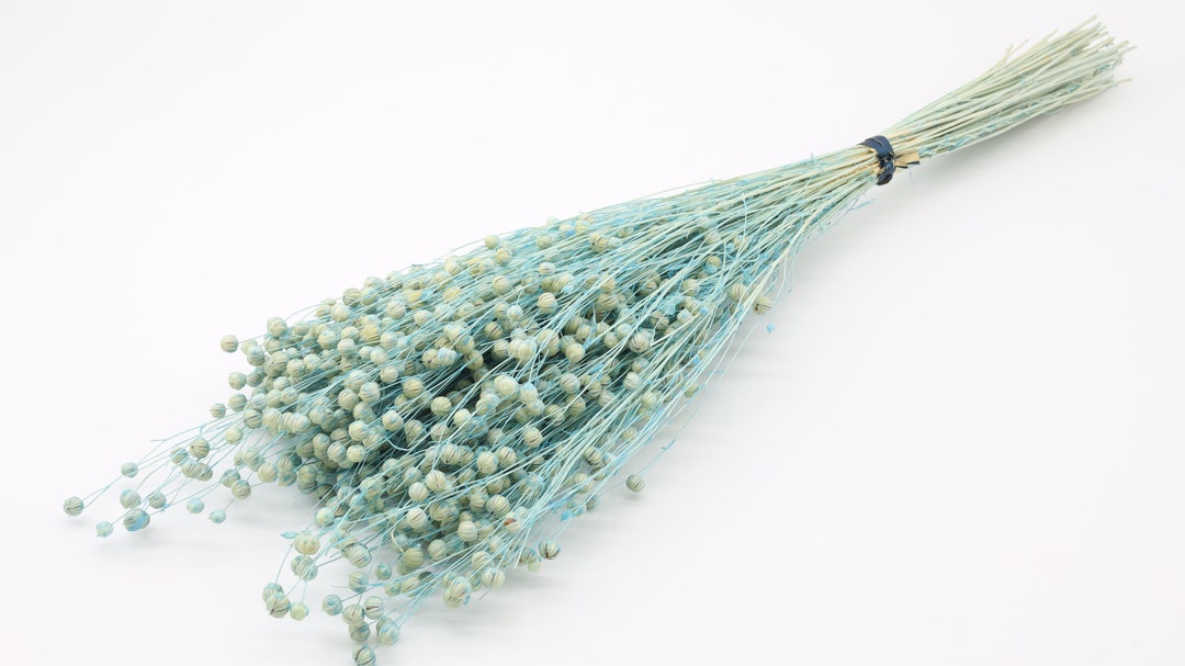 Light Blue Dried Linum 80 Grams | Blue Dried Flax Bunch | Blue Flowers ...