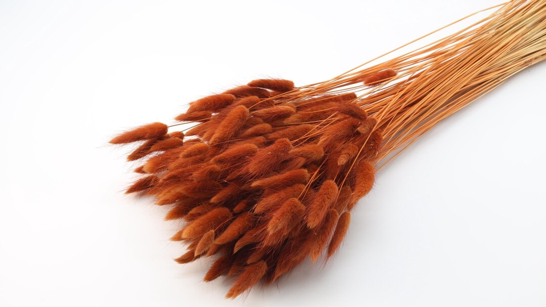 Brown Dried Lagurus Bunch | Deep Rust Orange Dried Grass | Bunny Tails | Fall Centerpiece ...