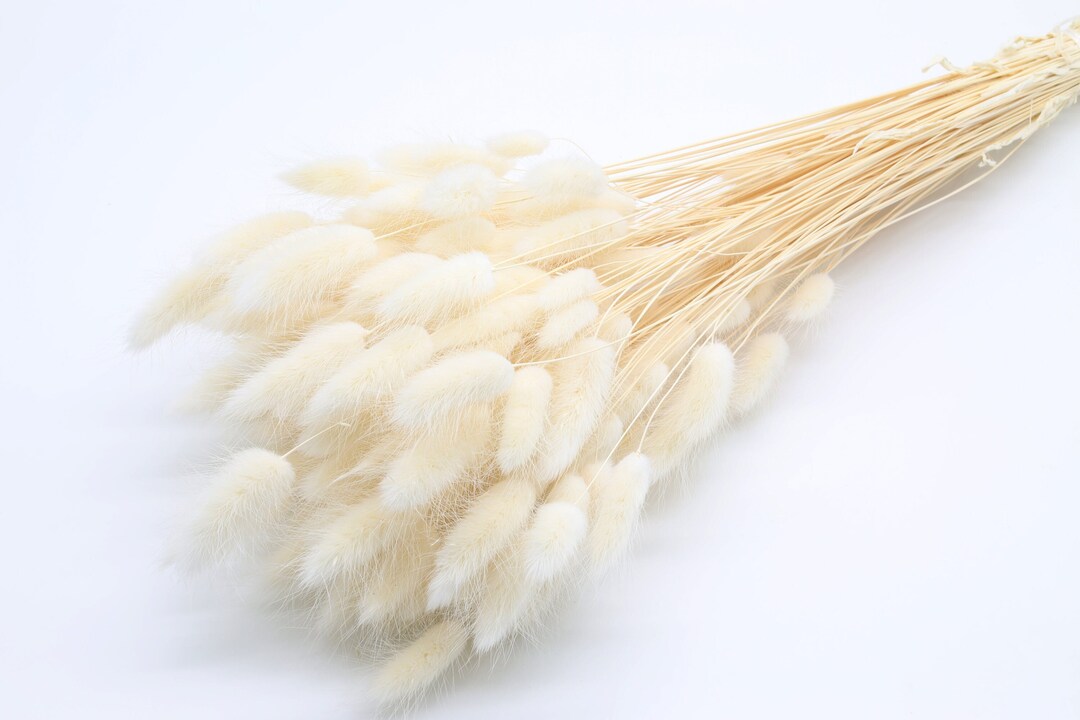 120 Pcs White Bunny Tails Bleached Dried Lagurus Dried Grass Rabbit ...