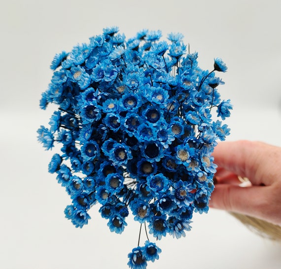 160 Pcs Blue Dried Glixia Star Flowers Mini Glixia Flowers - Etsy