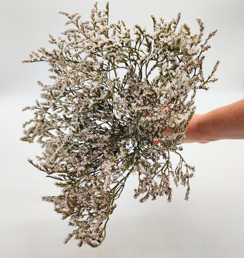 Dried Statice Bunch | White Wedding Flowers | Goniolimon Tataricum ...