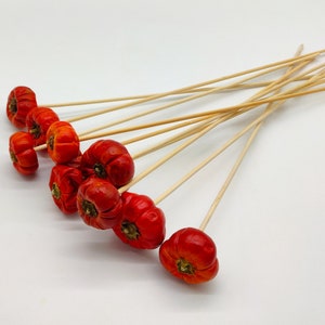 Dried Natural Pumpkins on Sticks | Fall Decoration | Miniature Pumpkins ...