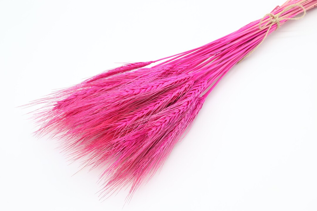 40 Pcs Fuchsia Pink Dried Wheat Pink Dried Flowers Dried - Etsy