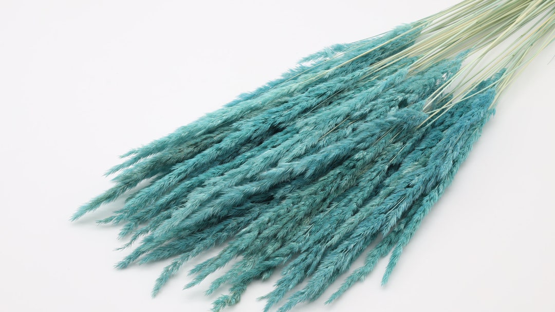 35 Pcs Light Turquoise Pampas Grass | Dried Flowers Bunch | Light Blue ...