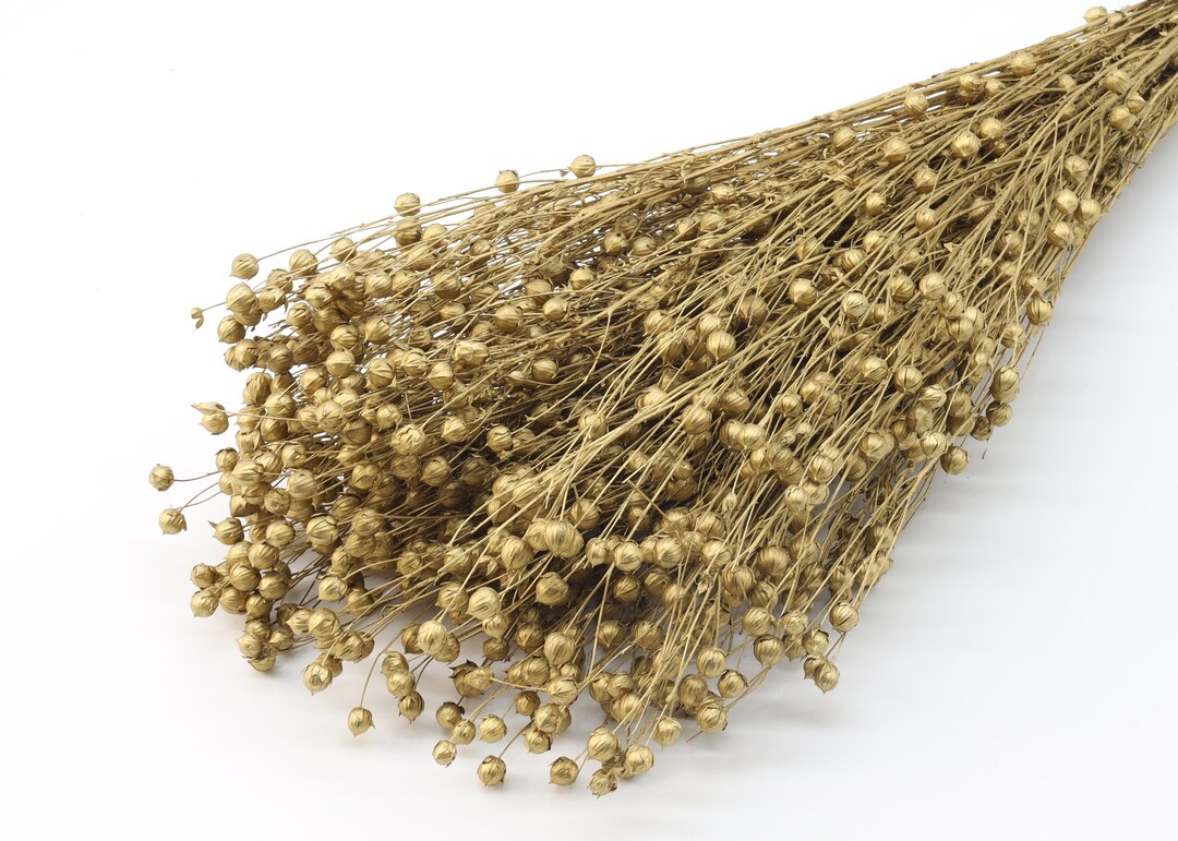 Gold Dried Linum 80 Grams | Gold Dried Flax Bunch | Golden Vase Filler ...