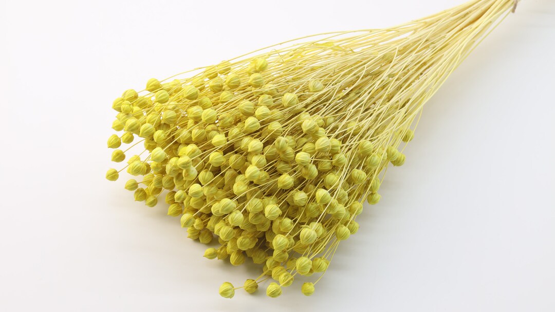 Yellow Dried Linum Bunch75gr | Yellow Dried Flax | Yellow Dried Flowers ...