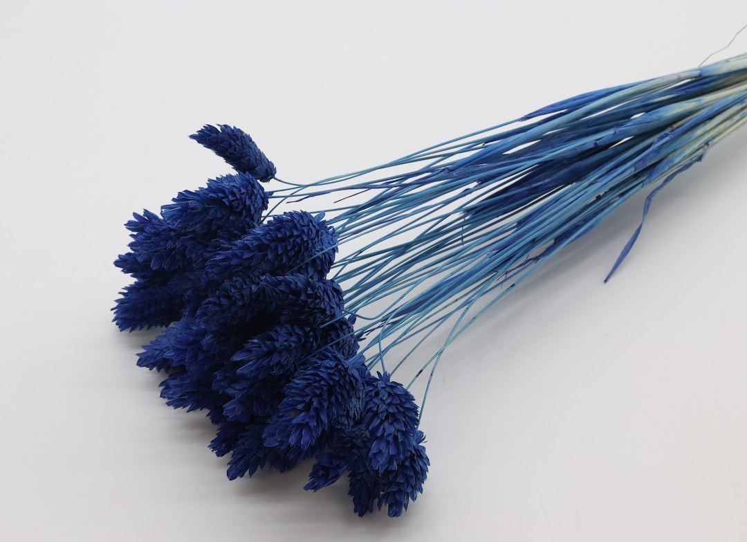 Navy Blue Dried Phalaris | Indigo Blue Phalaris | Dark Blue Canary ...