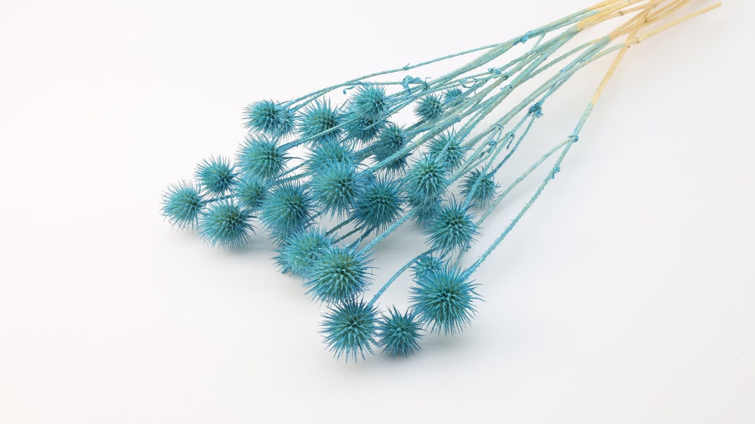 Light Blue Dried Globe Thistle | Dried Dipsacus Pilosus | Teasel Bunch ...