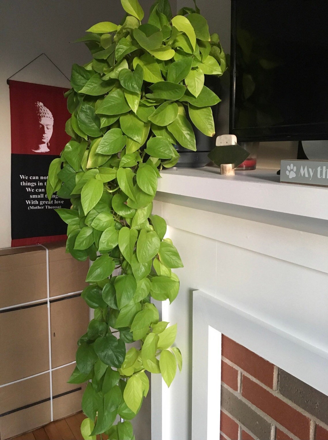 LIVE Neon Pothos Houseplant Vining Houseplant | Etsy