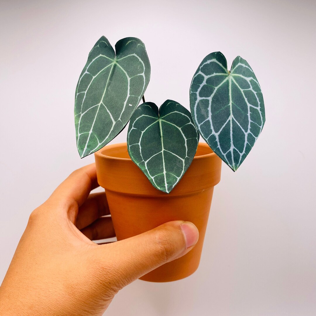 Handmade Paper Plant - Anthurium Clarinervium, Rare Houseplant ...