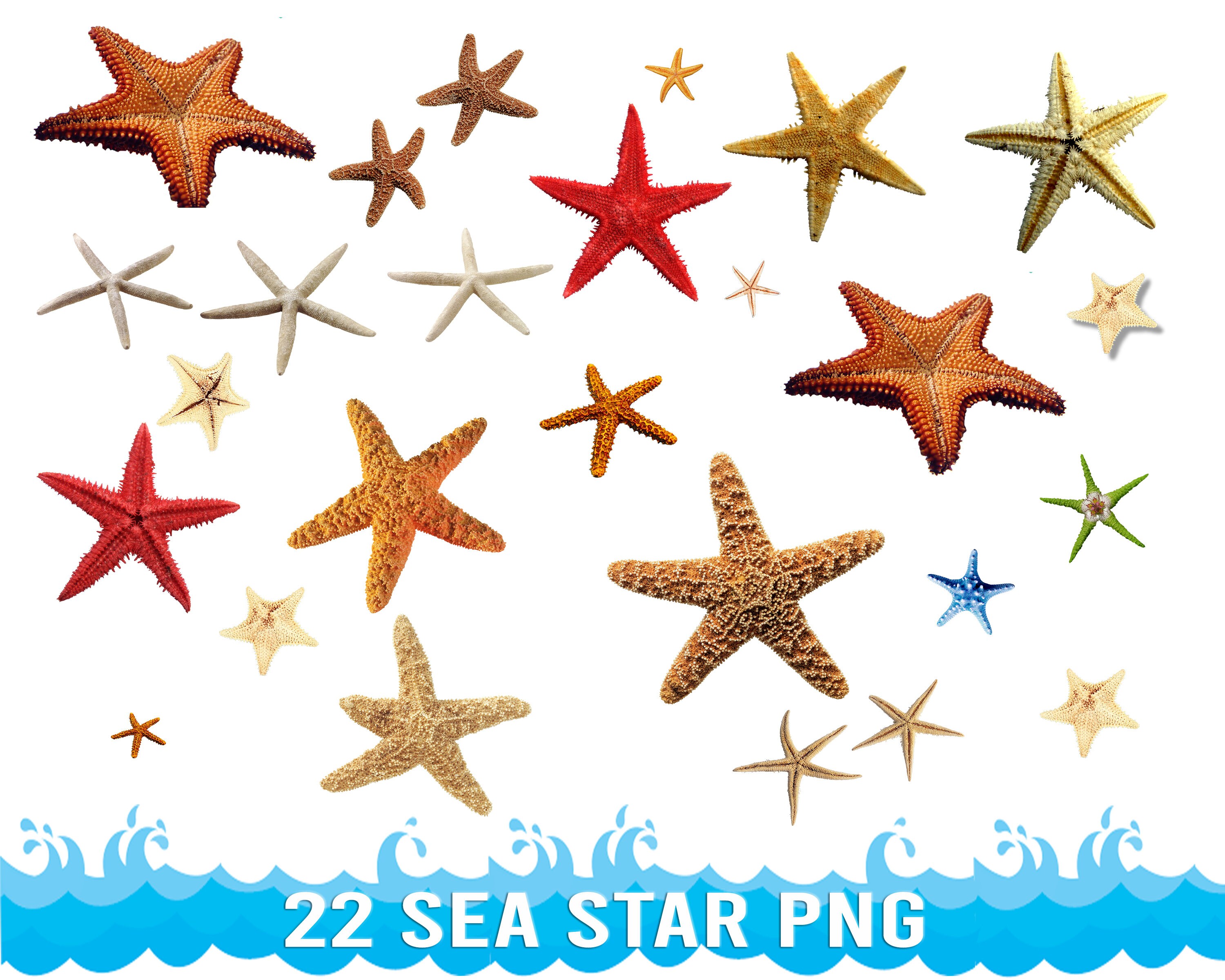 Sea Stars Clipart Png