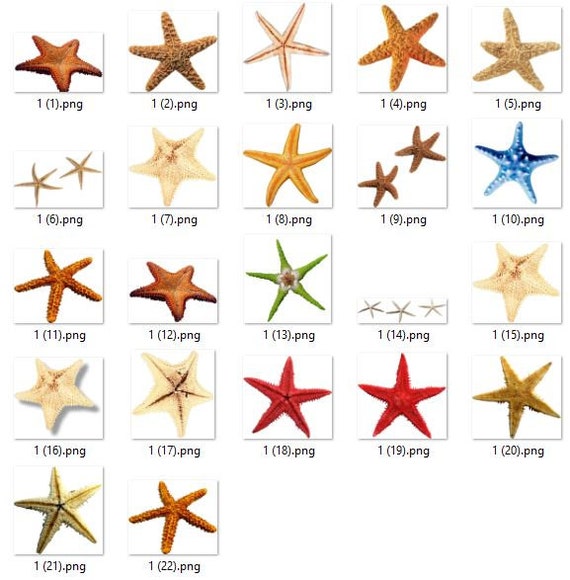 Anchorman 2 Starfish Clipart