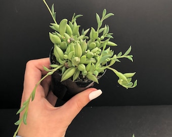 String of Fish | Etsy