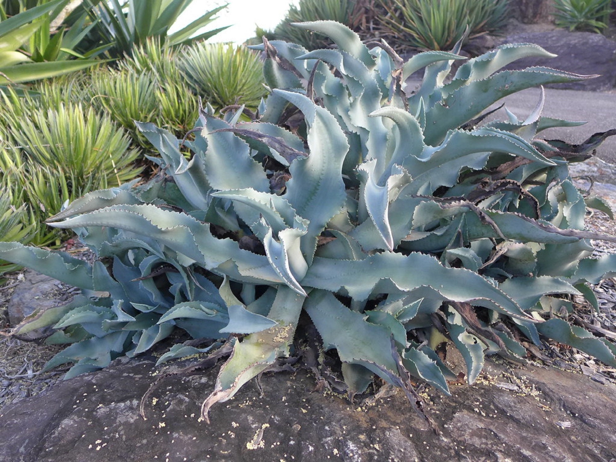 Agave Pablocarrilloi Colima Stone Agave Octopus Agave | Etsy