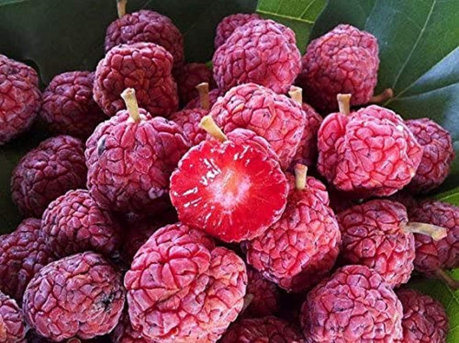 Maclura Tricuspidata Cudrania Tricuspidata Chinese Che - Etsy