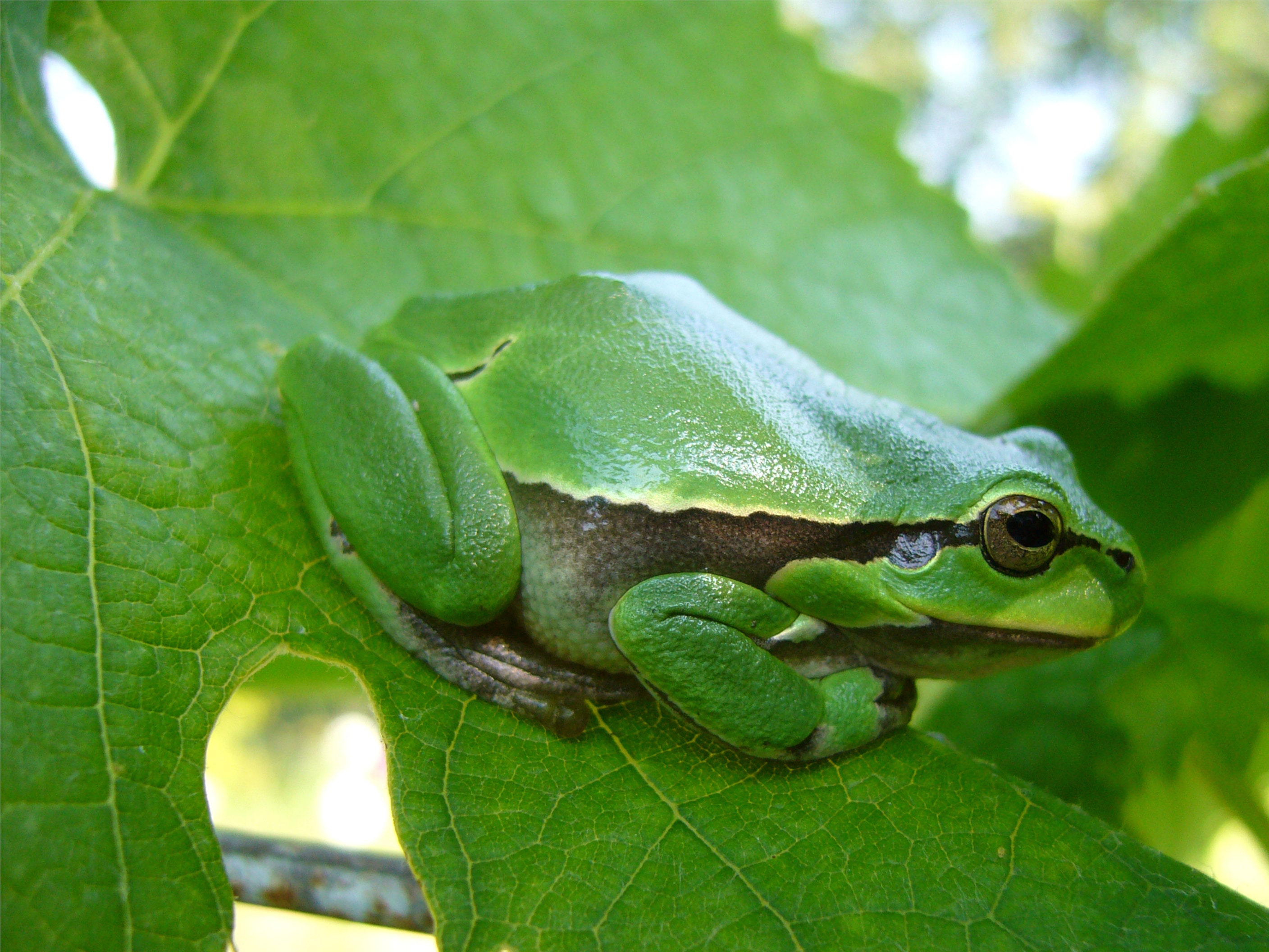 Green Grape Frog Photography Digital Télécharger - Etsy France
