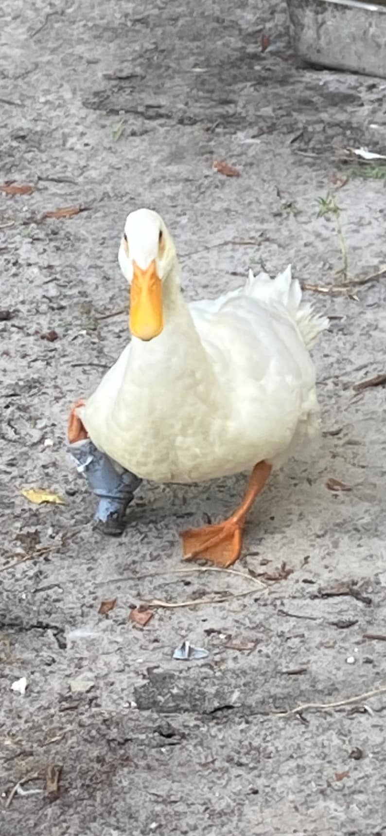 Twisted Leg Prosthetic for Ducks - Etsy