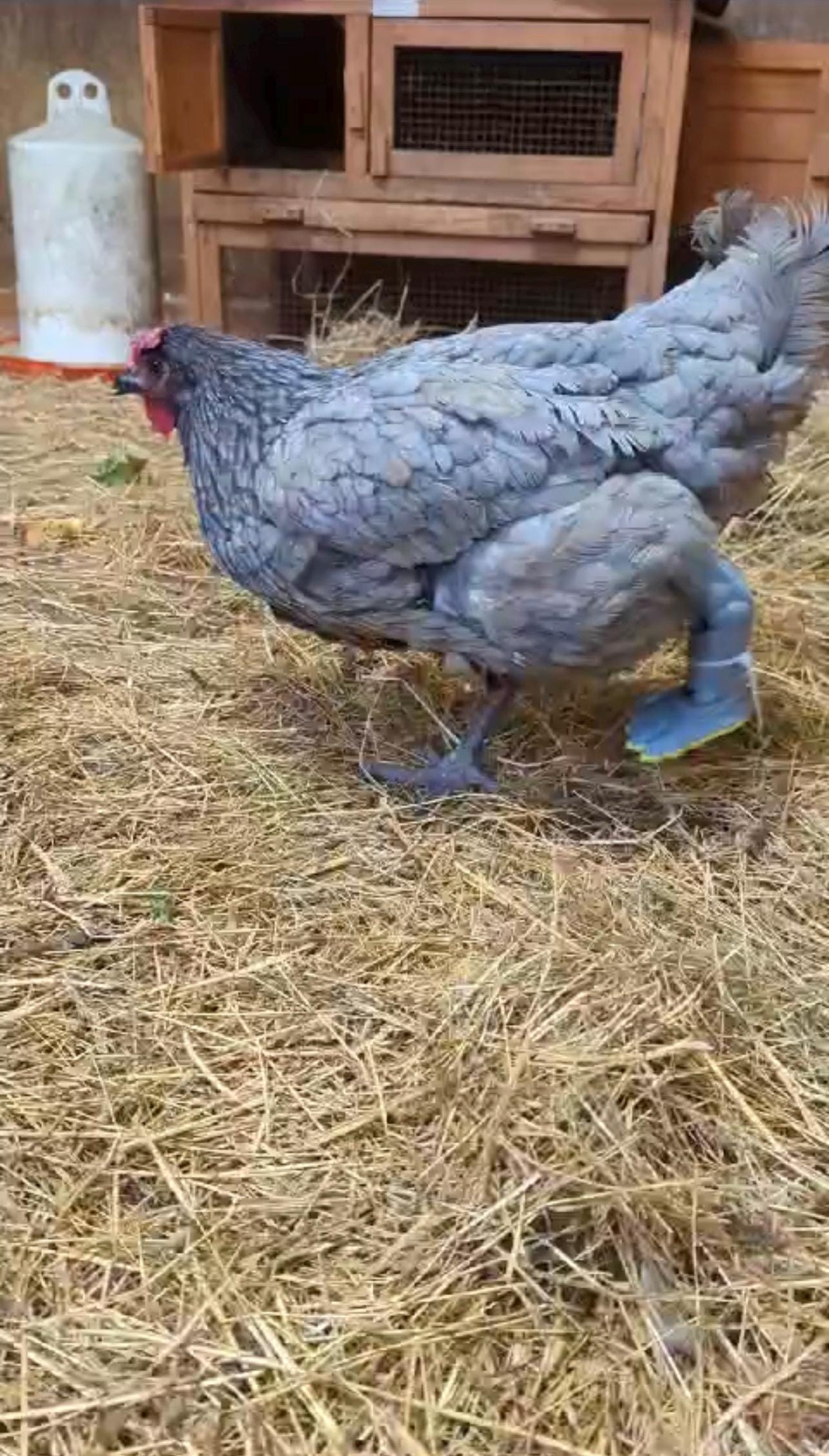 Medium Bird and Chicken Prosthetic Leg. - Etsy