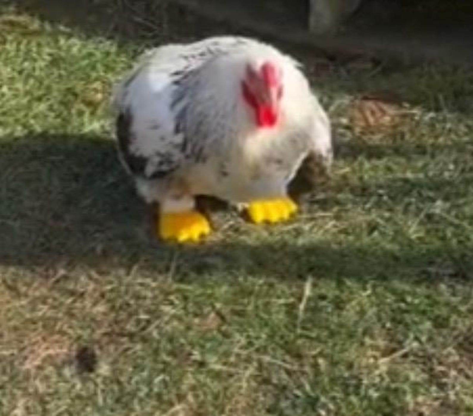 Medium Bird and Chicken Prosthetic Leg. - Etsy