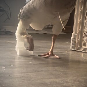 Duck Feet Soft Prosthetic - Etsy