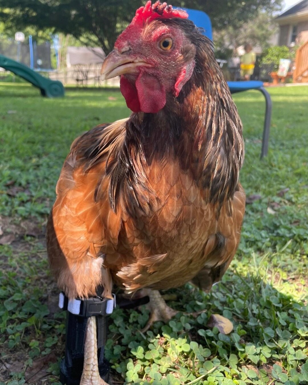 Medium Bird and Chicken Prosthetic Leg. - Etsy