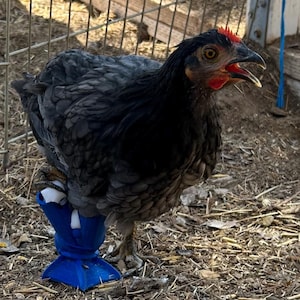 Medium Bird and Chicken Prosthetic Leg. - Etsy