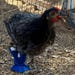 Medium Bird and Chicken Prosthetic Leg. - Etsy