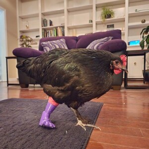 Medium Bird and Chicken Prosthetic Leg. - Etsy
